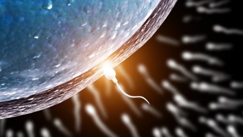 Ovulation Timing | Vet Repro