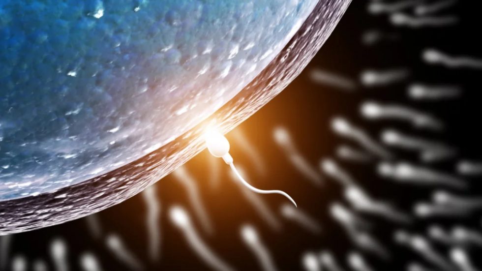 Vet Repro - Animal Reproductive Specialists