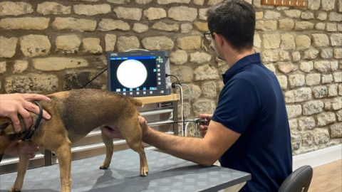 Vet Repro - Animal Reproductive Specialists