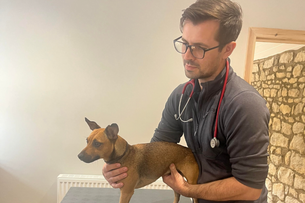 Vet Repro - Animal Reproductive Specialists